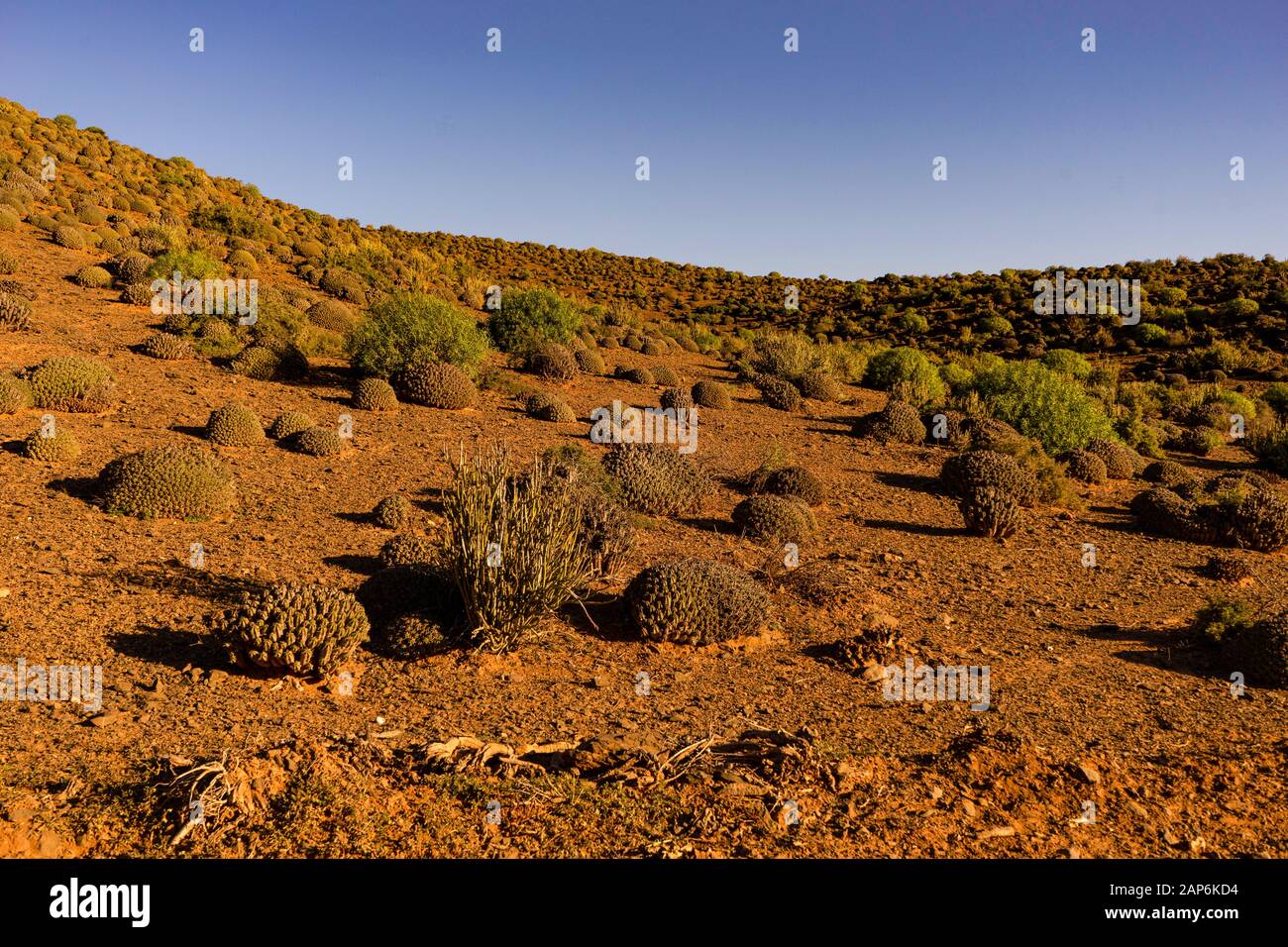 Desert wild plants south hi-res stock photography and images - Alamy