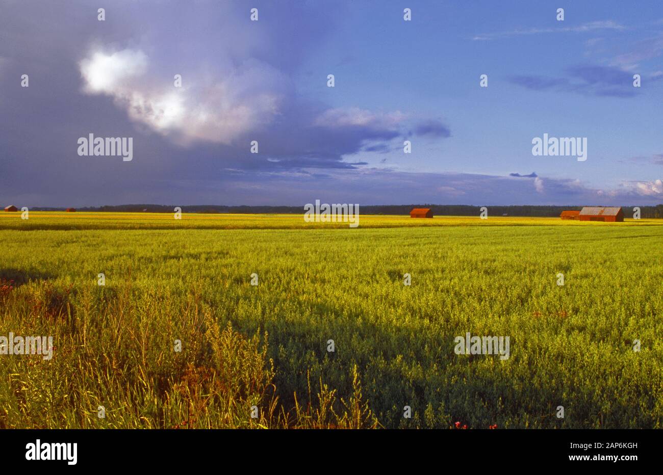 Fields in Sweden Stock Photo - Alamy