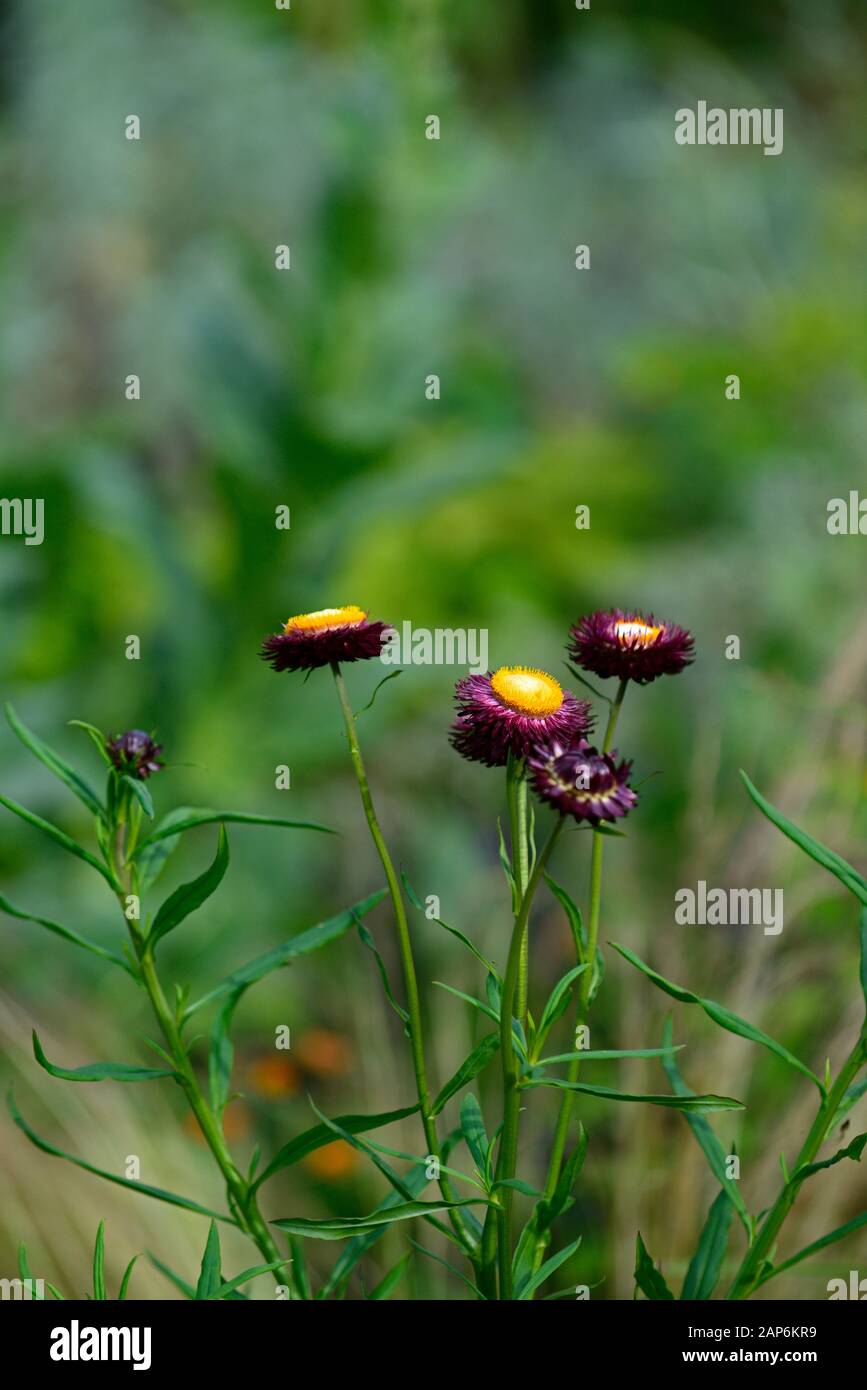 Xerochrysum bracteatum dragon fire,Bracteantha bracteata,Helichrysum ...