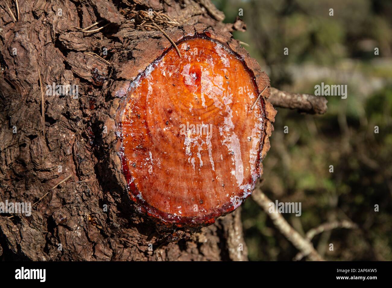 Resin and pitch hi-res stock photography and images - Alamy
