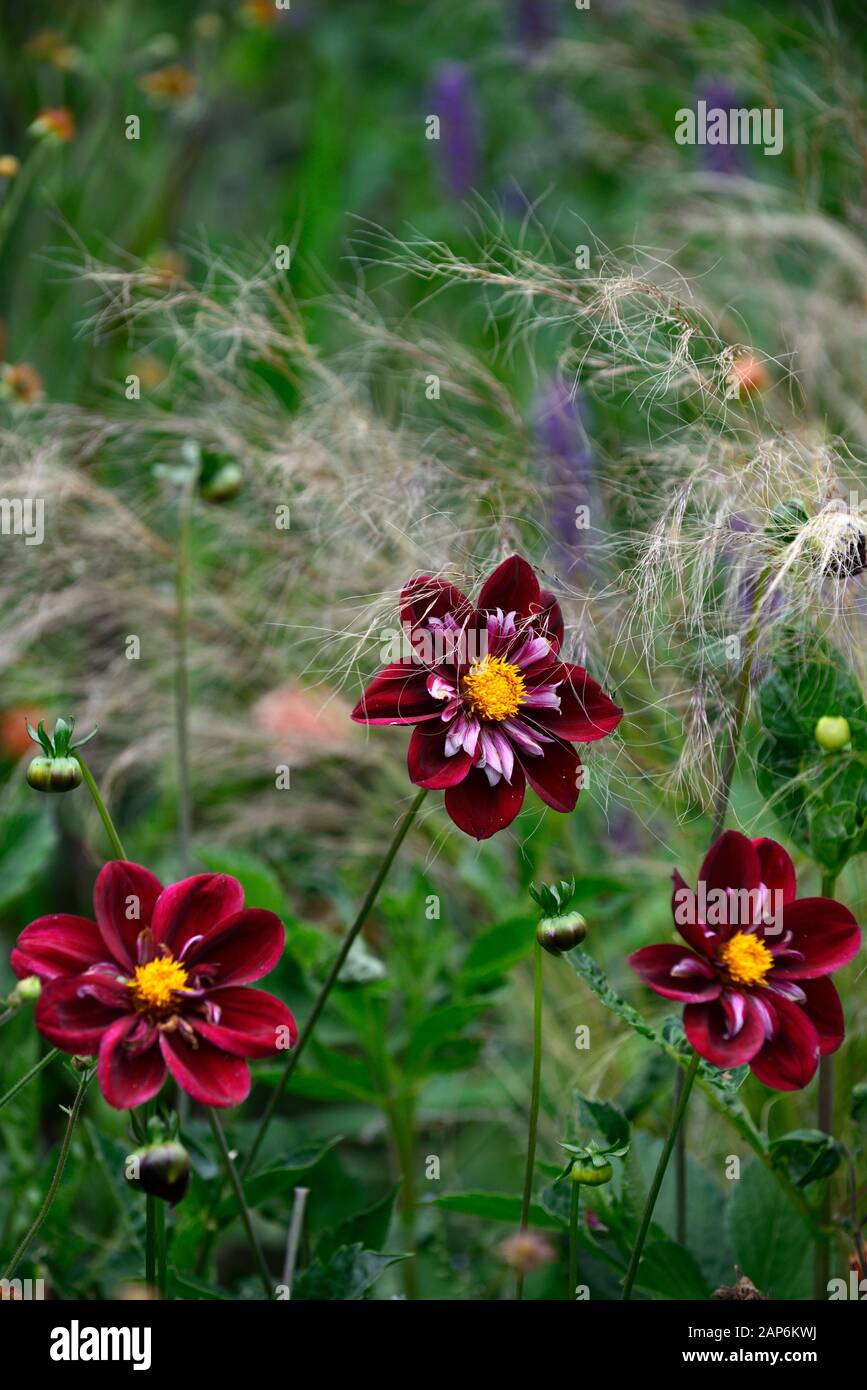 Purple cranberry white ruffled flowers hi-res stock photography and ...