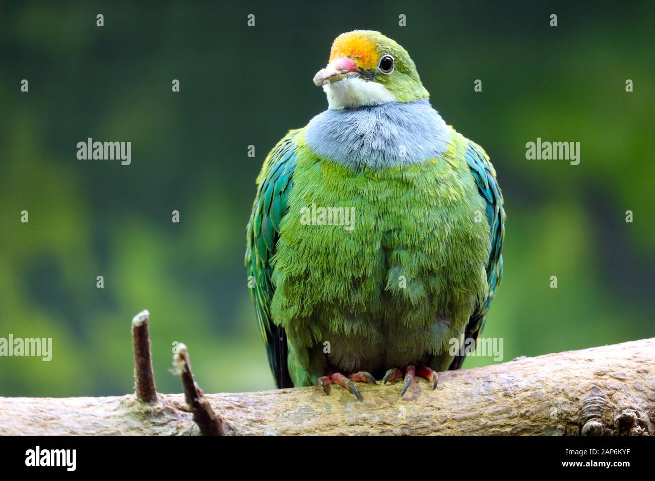 Fruit dove hi-res stock photography and images - Alamy