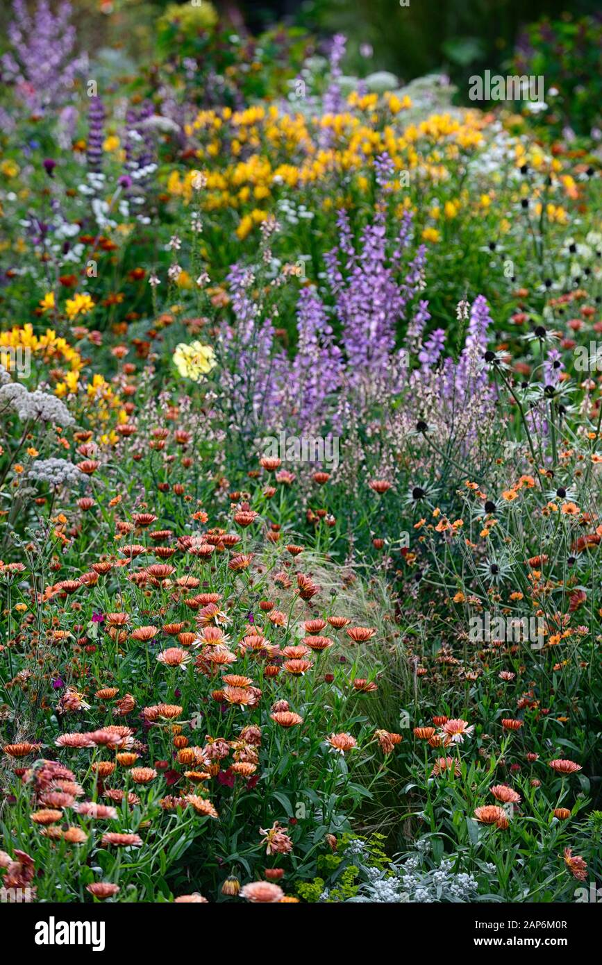 Salvia sclarea,eryngium guatemalense,tagetes cinnabar,alstroemeria ...