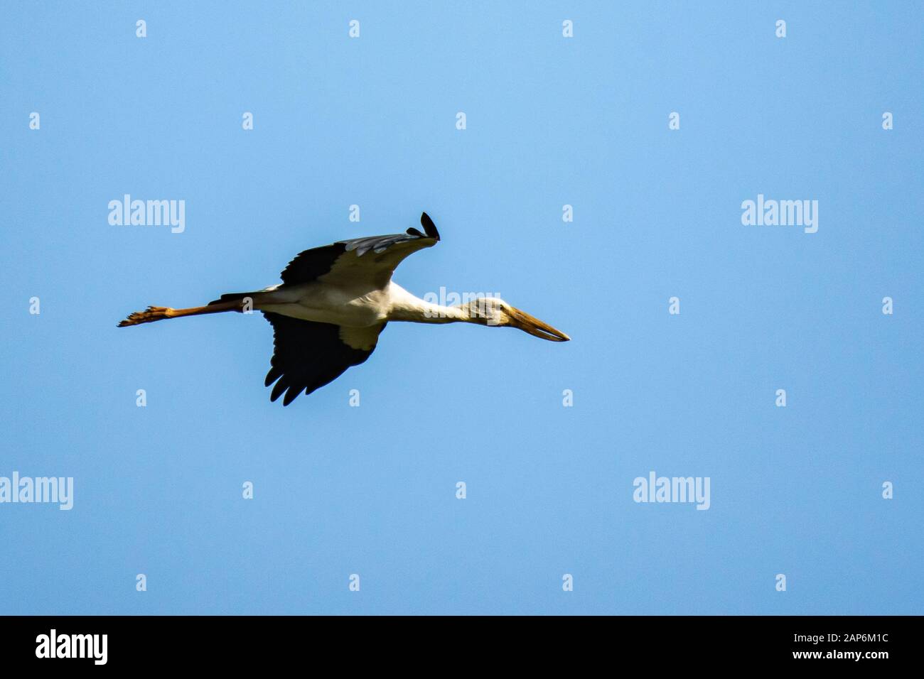 White stork open beak hi-res stock photography and images - Alamy