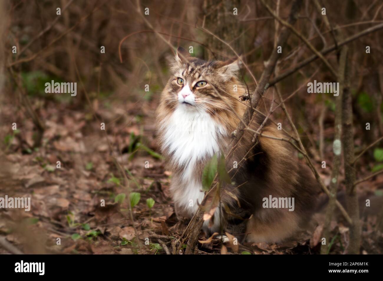 Norwegian Forest Cat Outdoor High Resolution Stock Photography and ...