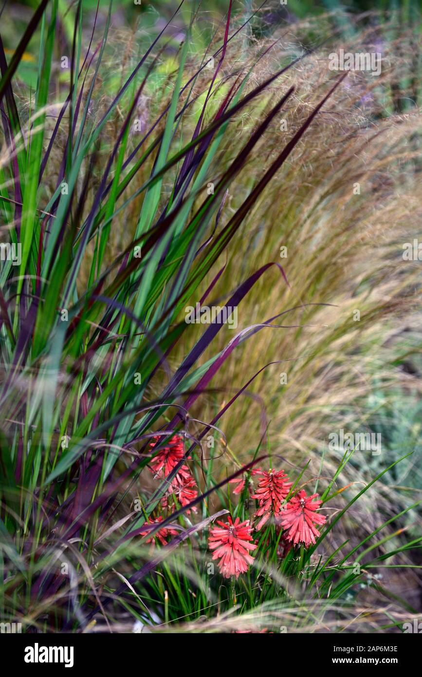 Panicum Virgatum Flower