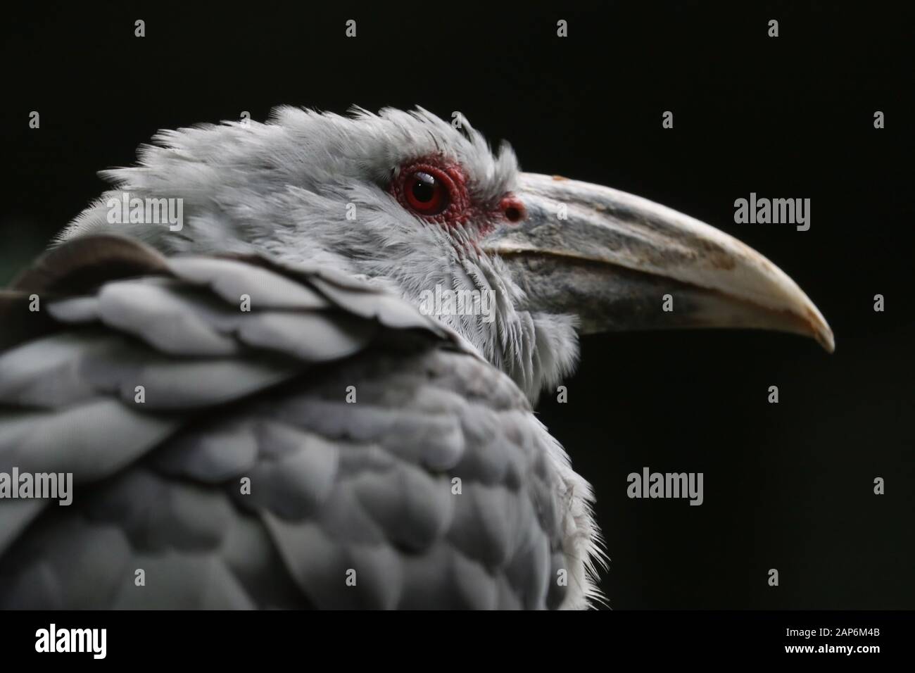 Head of a channel-billed cuckoo scythrops novaehollandiae in side view ...