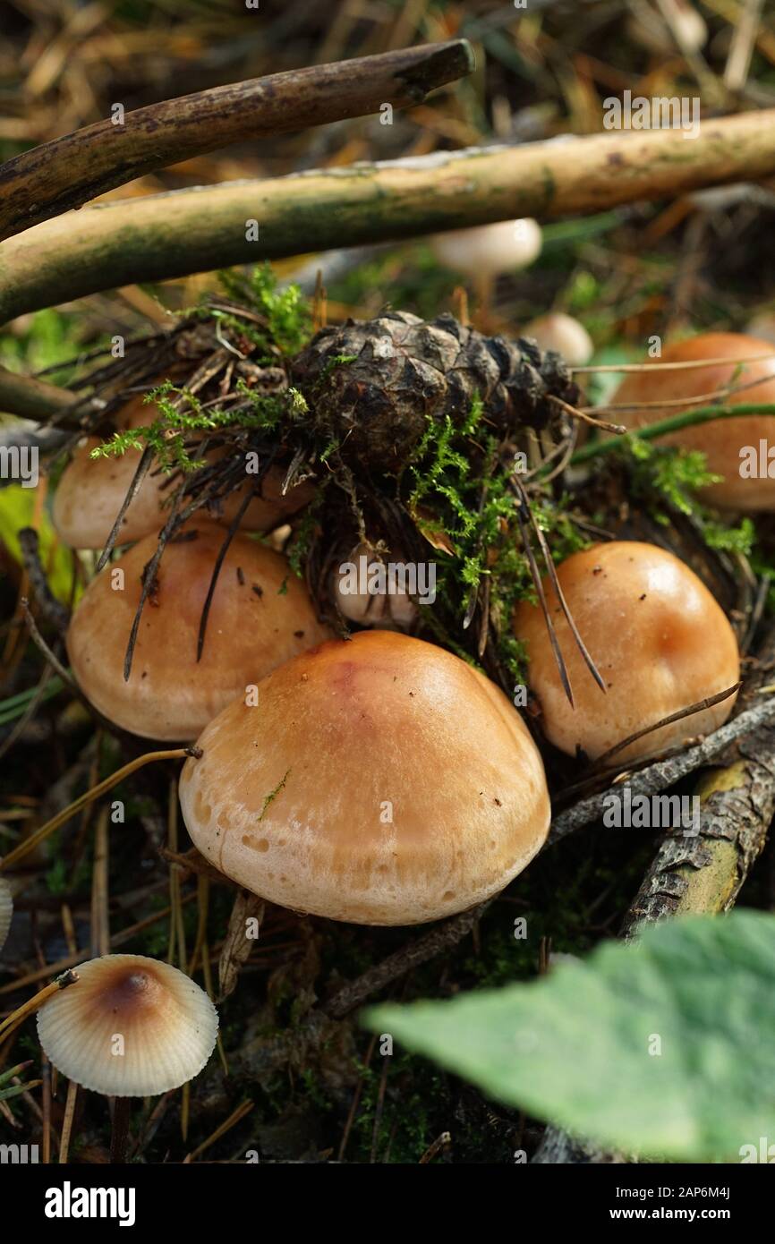 Woodlove hi-res stock photography and images - Alamy