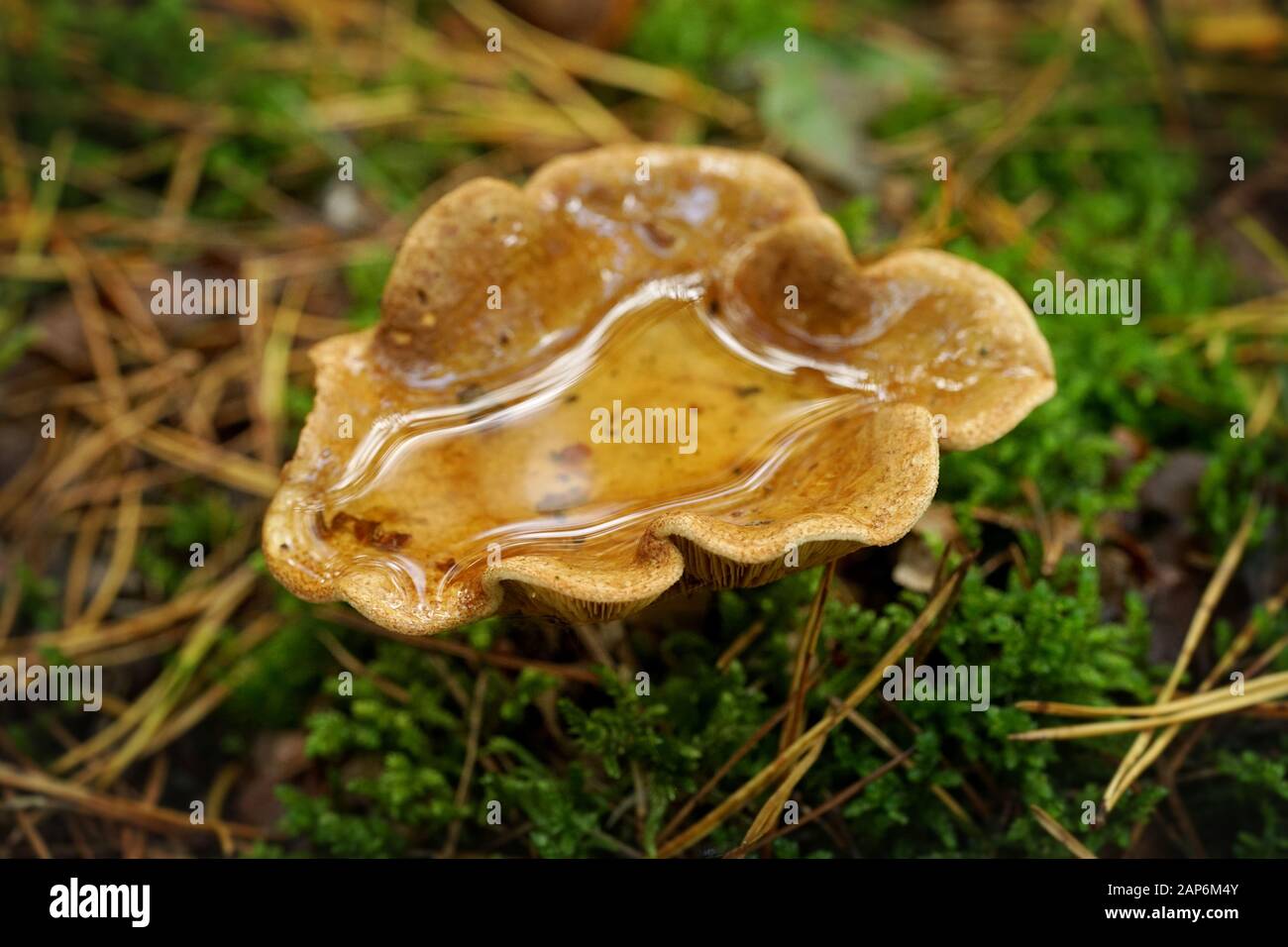 false chanterelle with water in a concave cap Stock Photo - Alamy