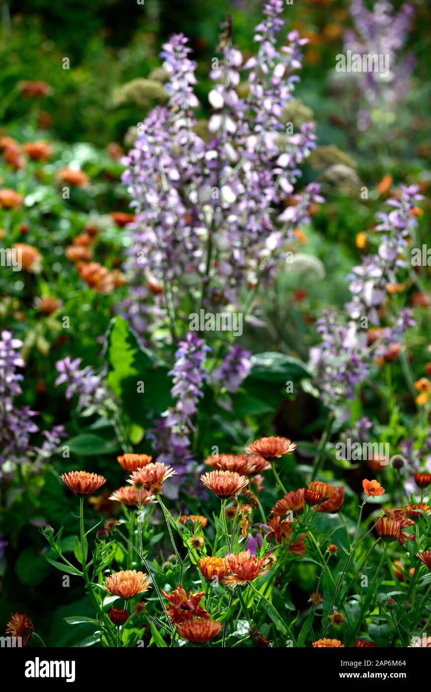 Calendula Zeolights,Salvia sclarea,clary,clary sage, biennial,short ...