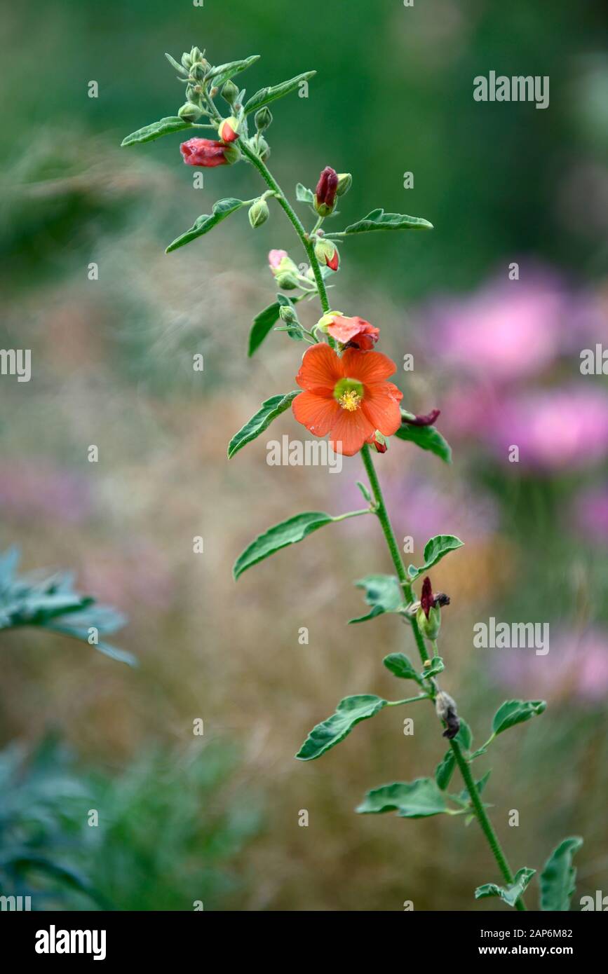 Sphaeralcea incana,orange flowers,flower,flowering,soft globemallow ...
