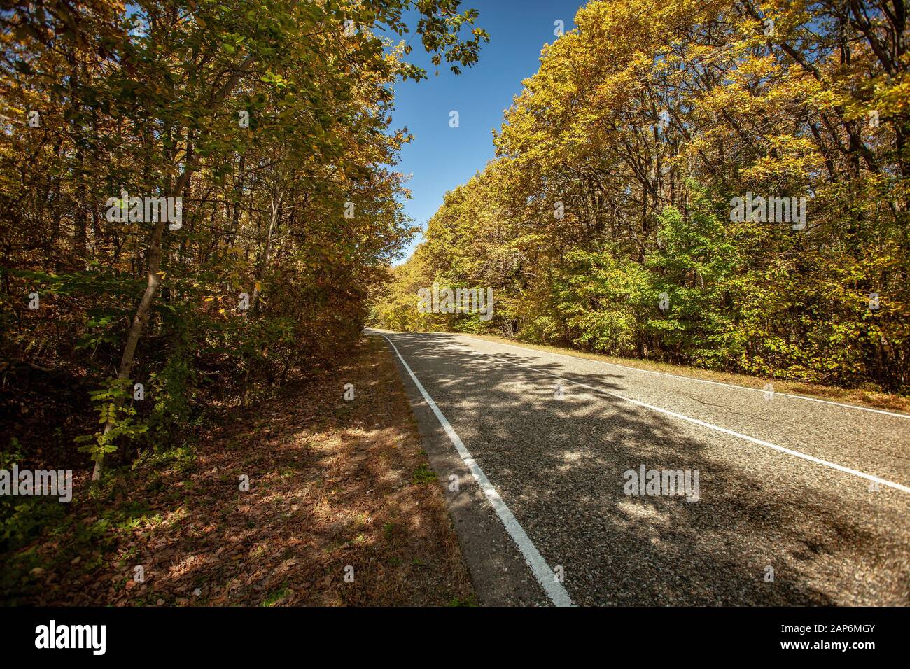 Empty road in forest landscape Stock Photo - Alamy