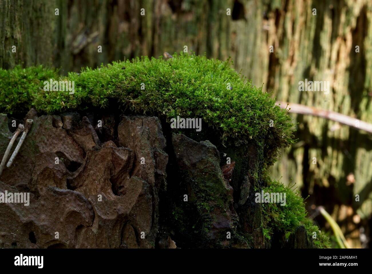 thick moss on a dead trunk in the forest Stock Photo - Alamy