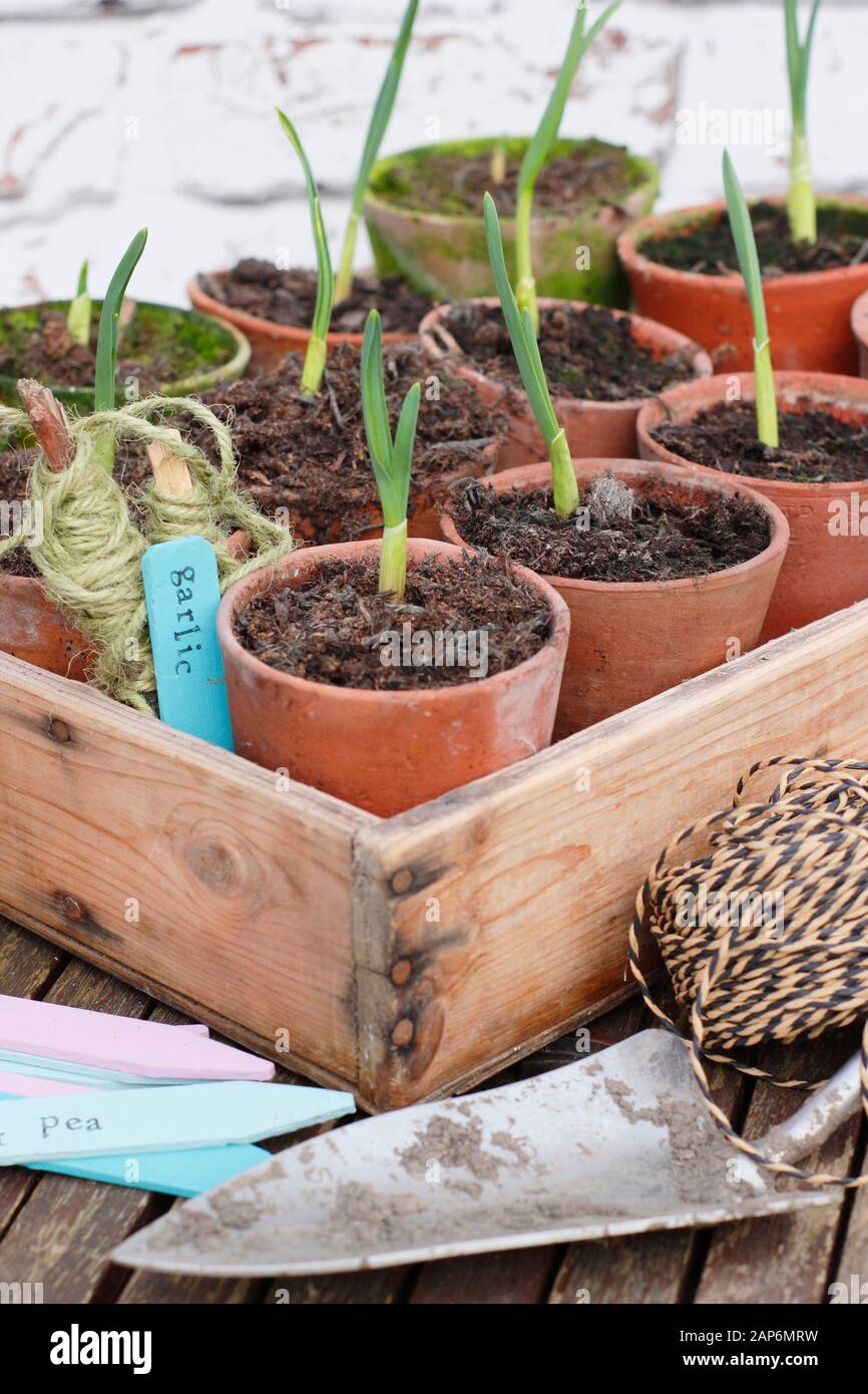 Allium sativum 'Lautrec Wight' garlic. Young autumn sown garlic plants ...