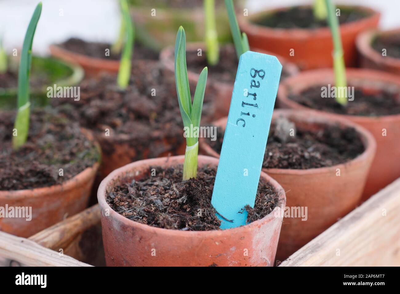 Allium sativum 'Lautrec Wight' garlic. Young autumn sown garlic plants ...