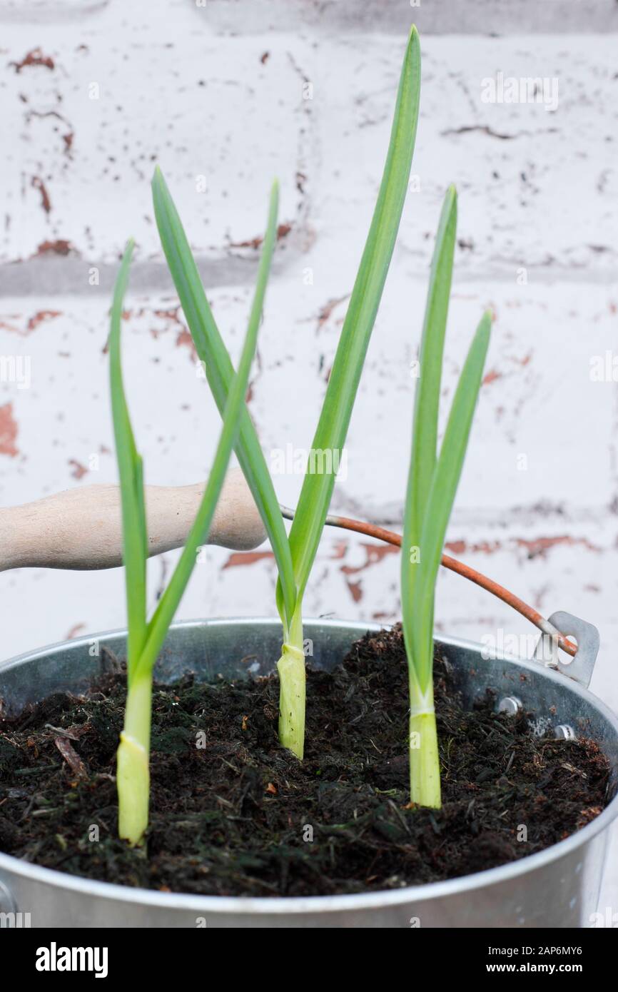 Garlic plants in container hi-res stock photography and images - Alamy