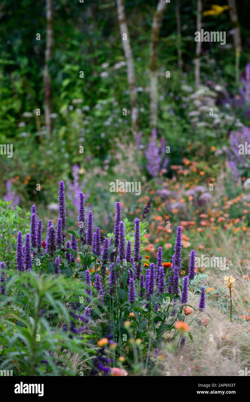 Agastache rugosa liquorice blue,stipa tenuissima,Salvia sclarea ...