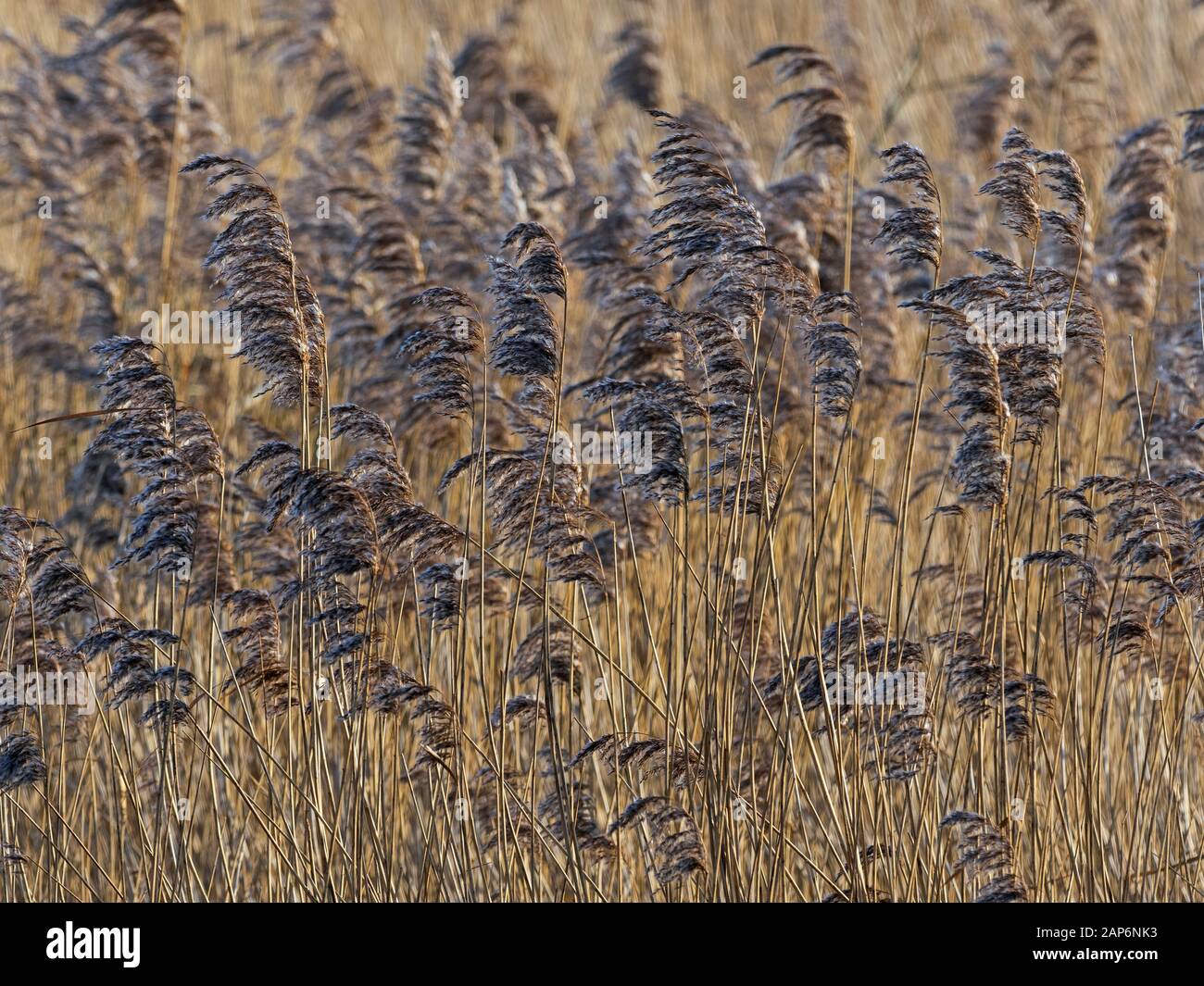 Reed Phragmites communis Norfolk Stock Photo - Alamy