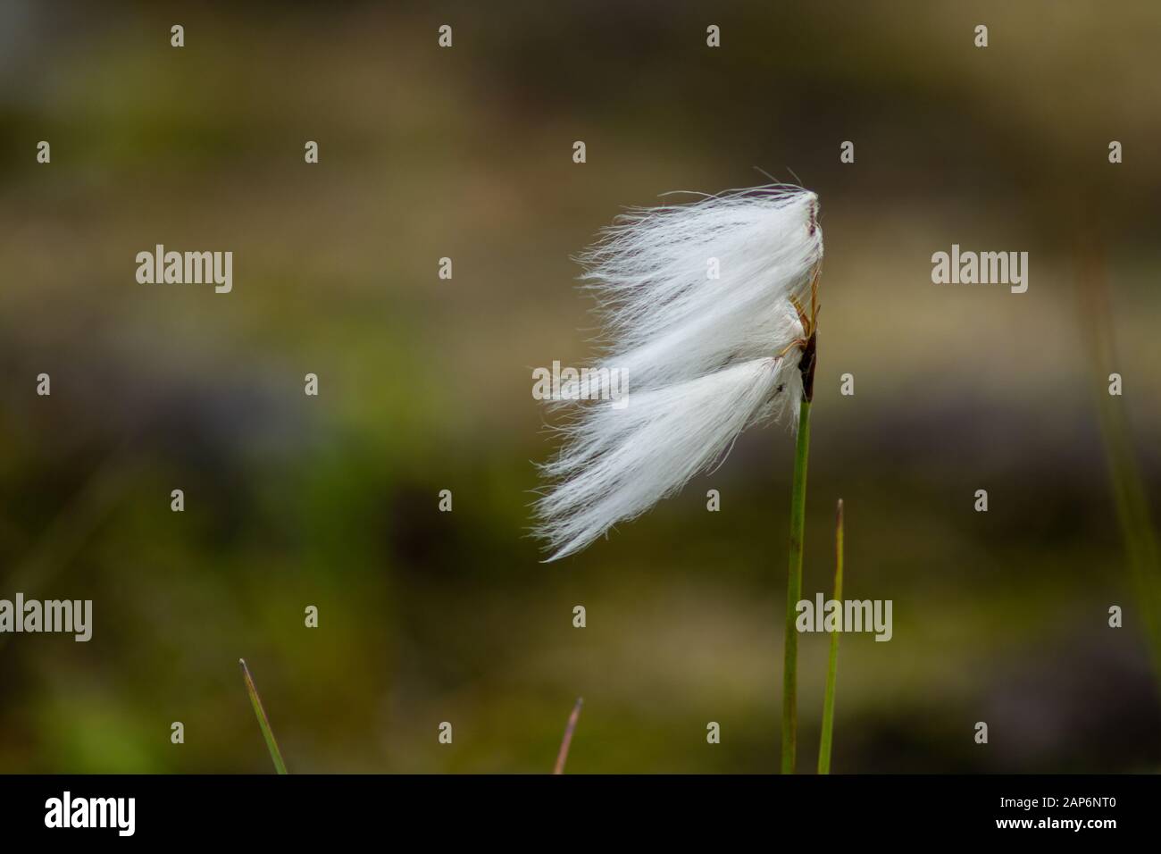Mountain flower in the wind, cotton flower Stock Photo - Alamy
