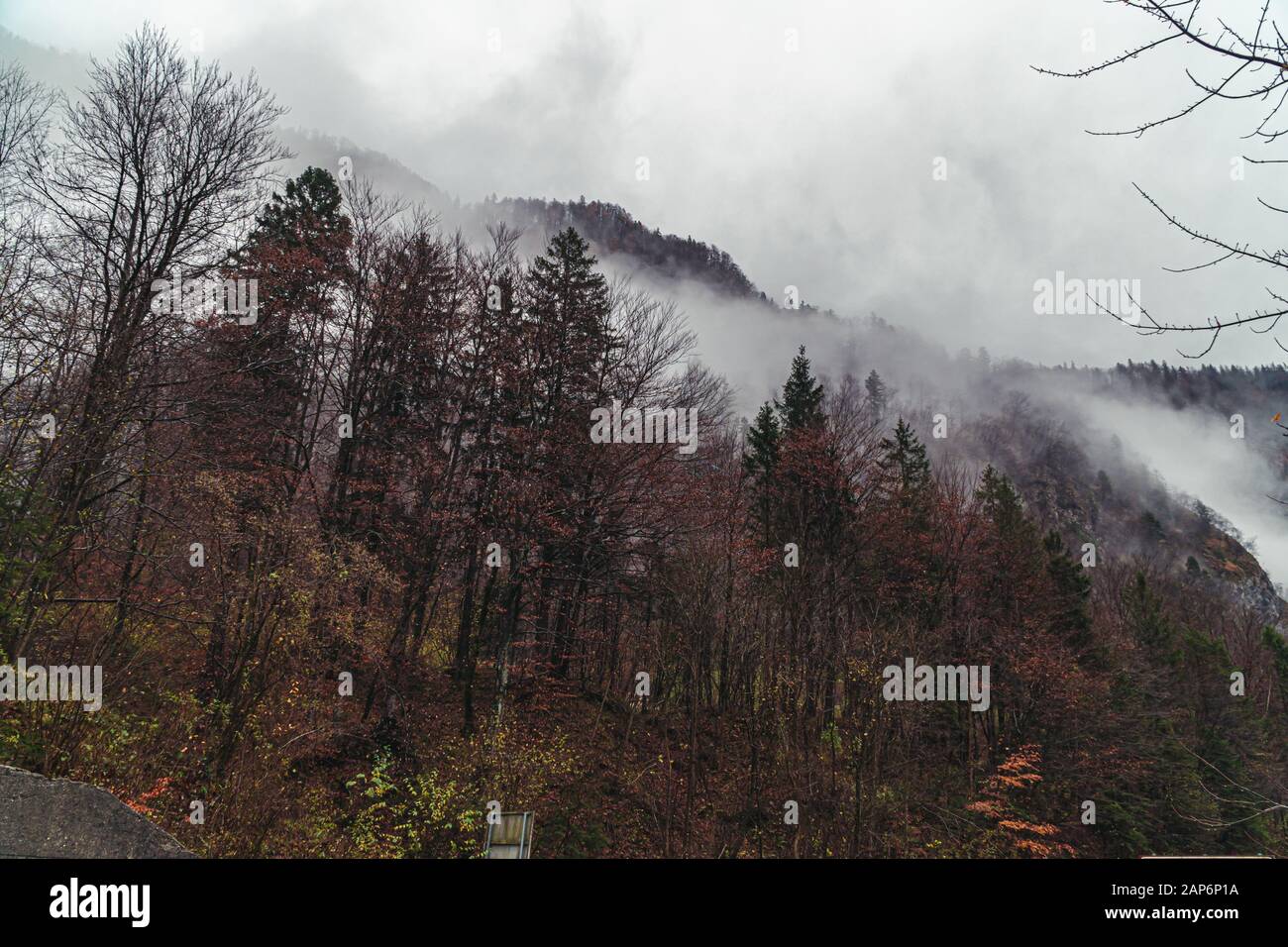 Beautiful mountain forest landscape with mist in trees Stock Photo - Alamy