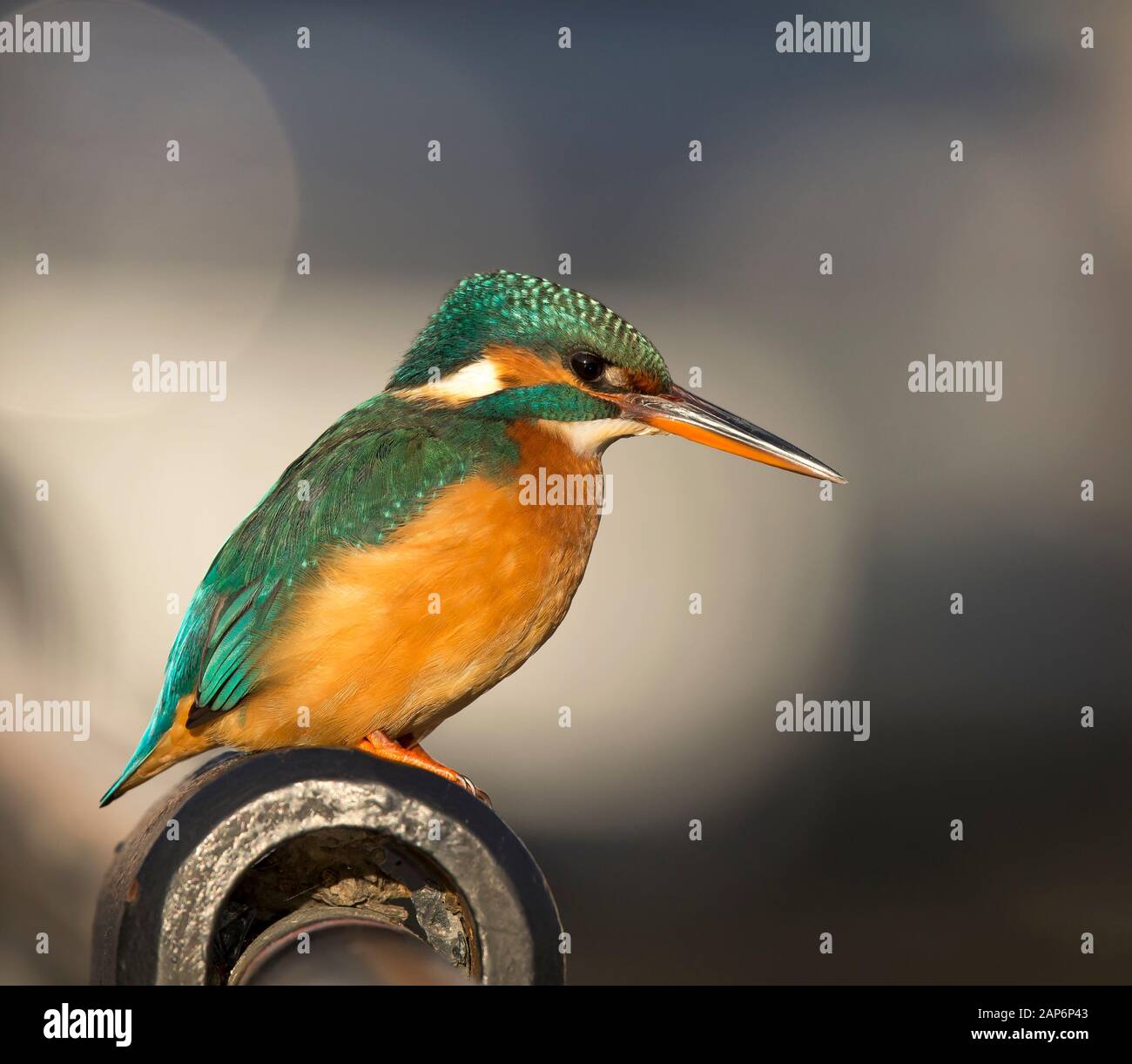 Kingfisher in detail hi-res stock photography and images - Alamy