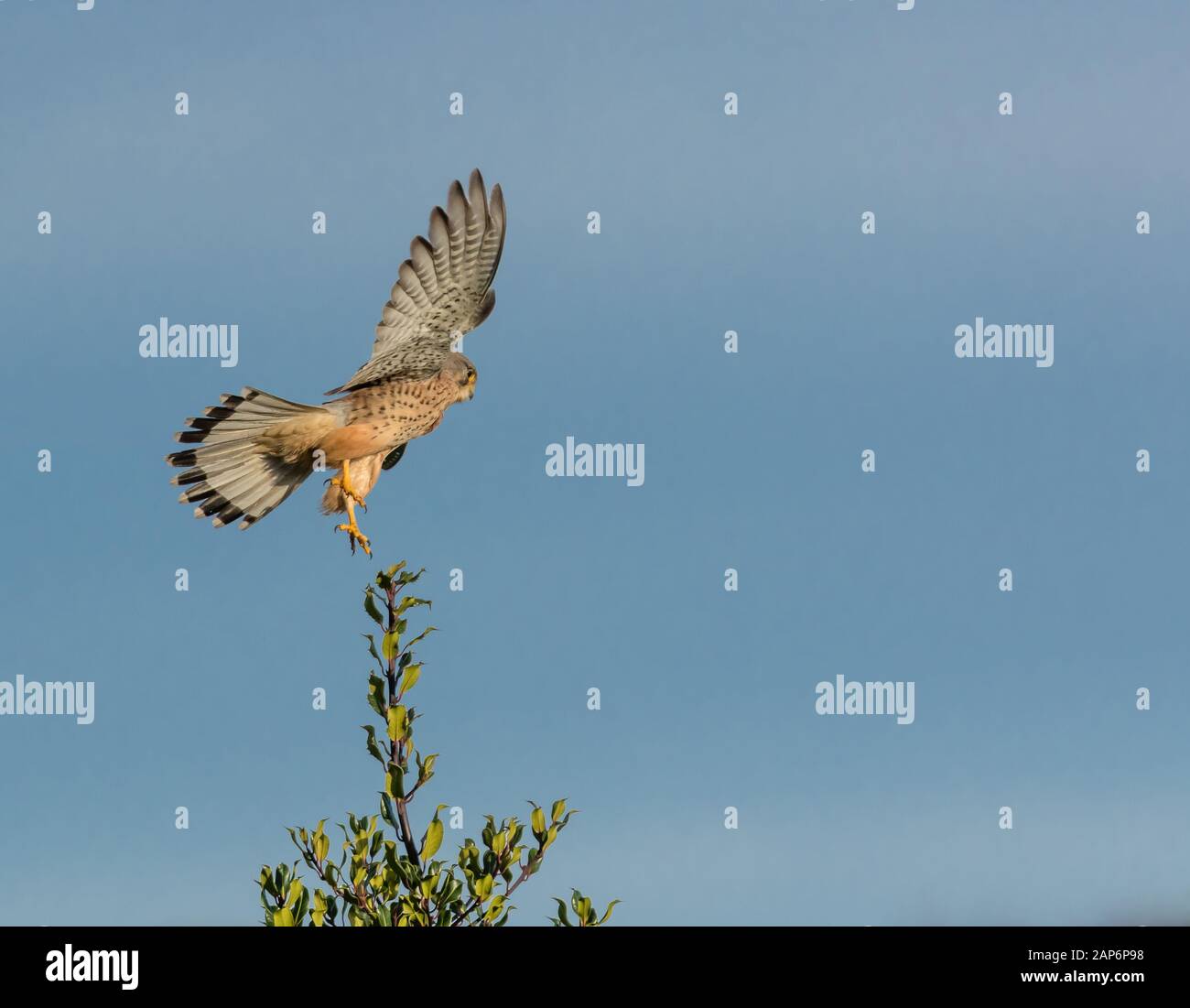 Male kestrel taking off from a holly tree in Yorkshire, England Stock ...