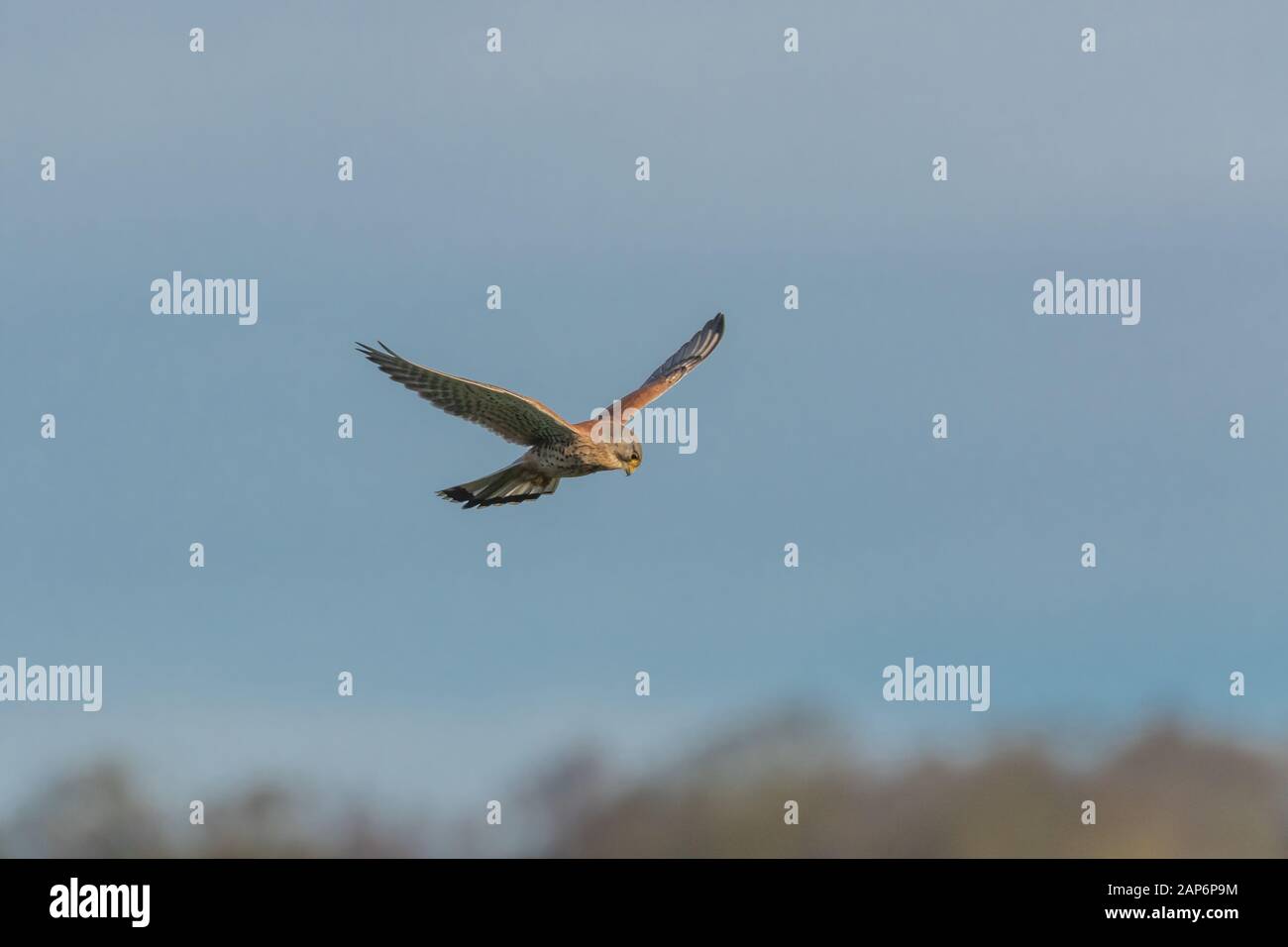 Kestrel tail fan hi-res stock photography and images - Alamy