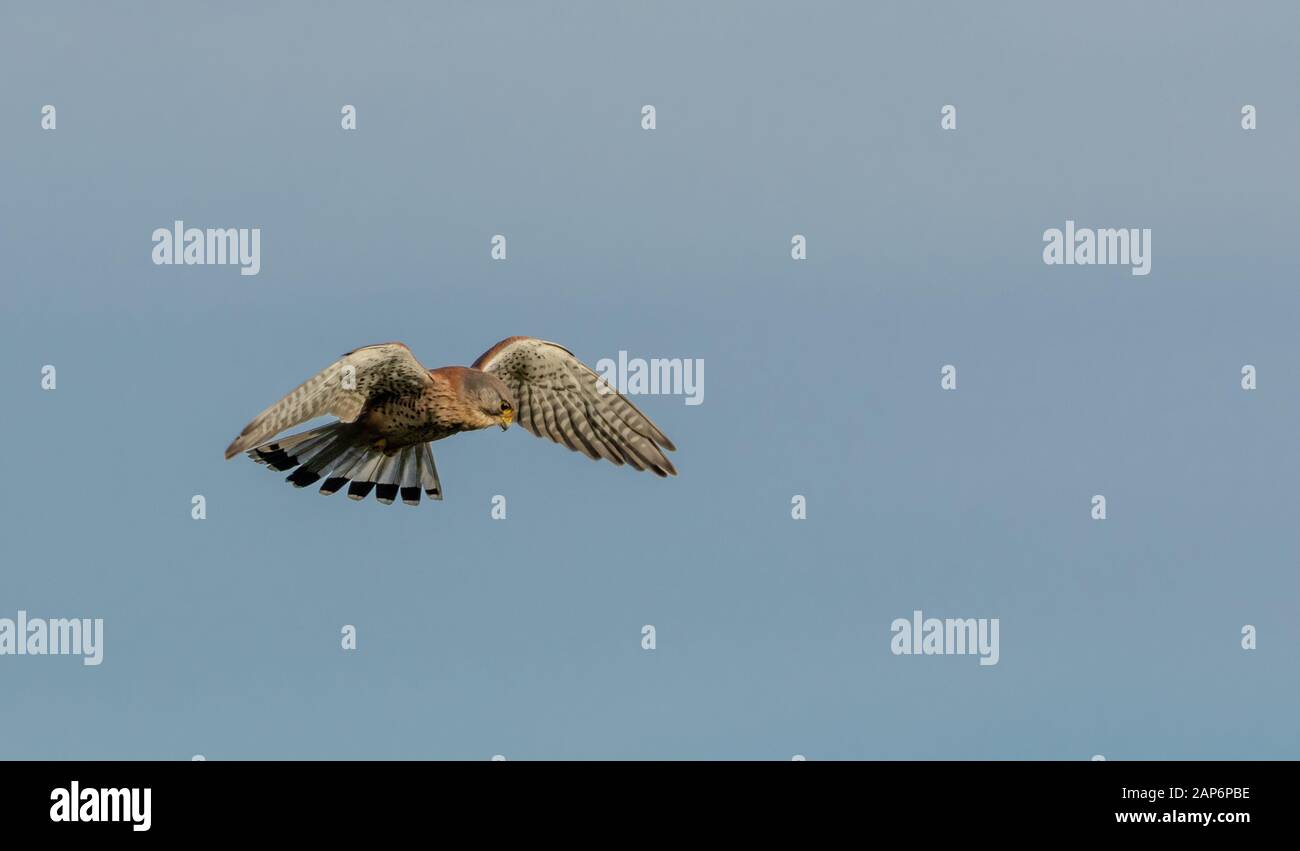 Male kestrel hovering while hunting Stock Photo - Alamy