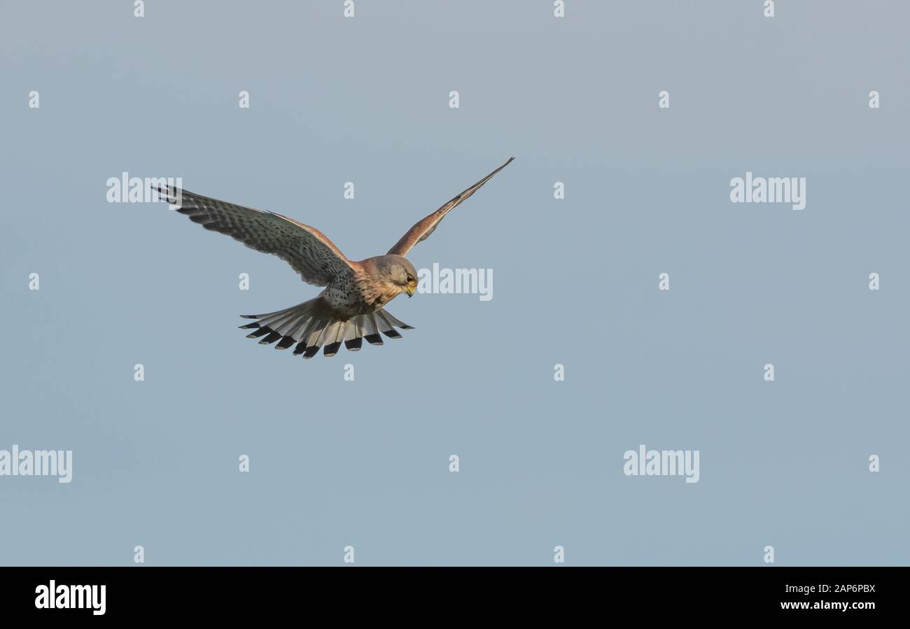Male kestrel hovering while hunting Stock Photo - Alamy