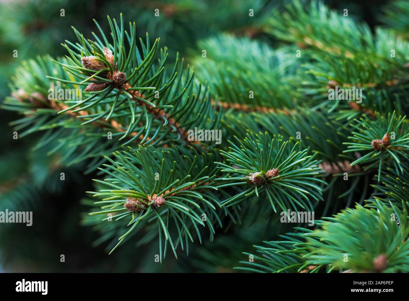 Pine Tree Branch Texture