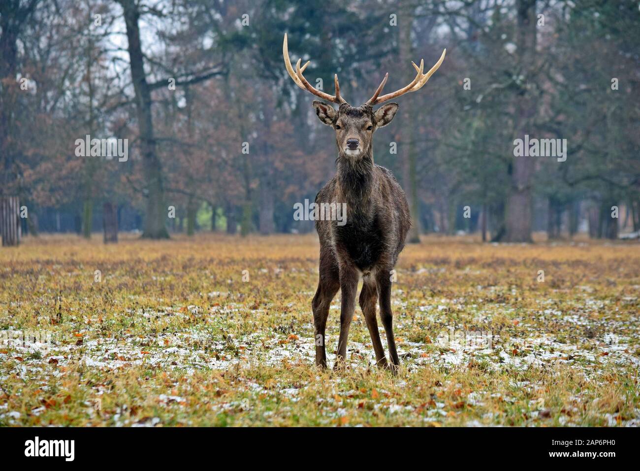 Male cervus nippon dybowskii hi-res stock photography and images - Alamy