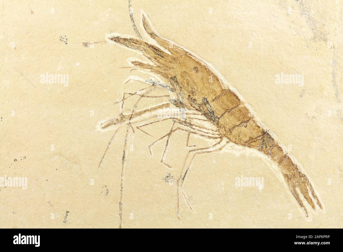 Aeger libanensis shrimp fossil from Hadjoula, Lebanon Stock Photo - Alamy