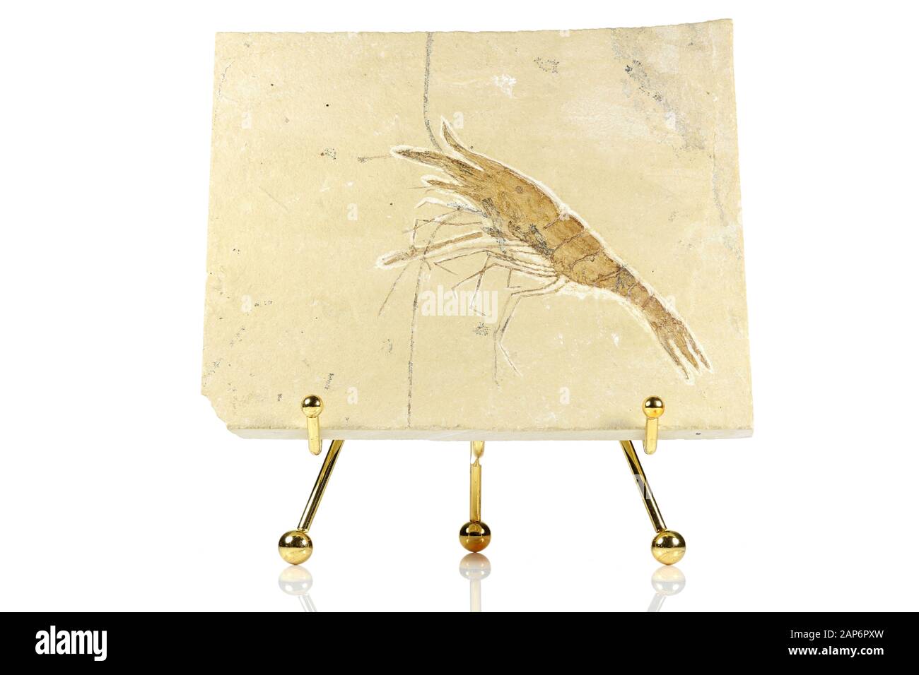 Fossil prehistoric shrimp hi-res stock photography and images - Alamy