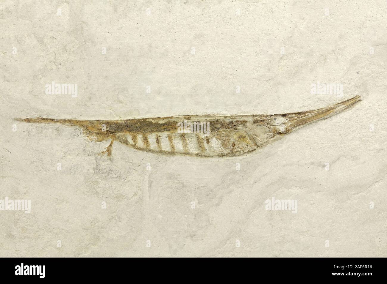 Razorfish hi-res stock photography and images - Alamy