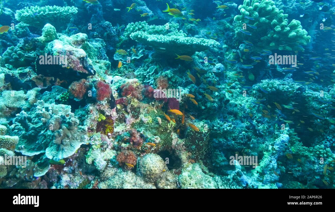 Fiji fish coral hi-res stock photography and images - Alamy