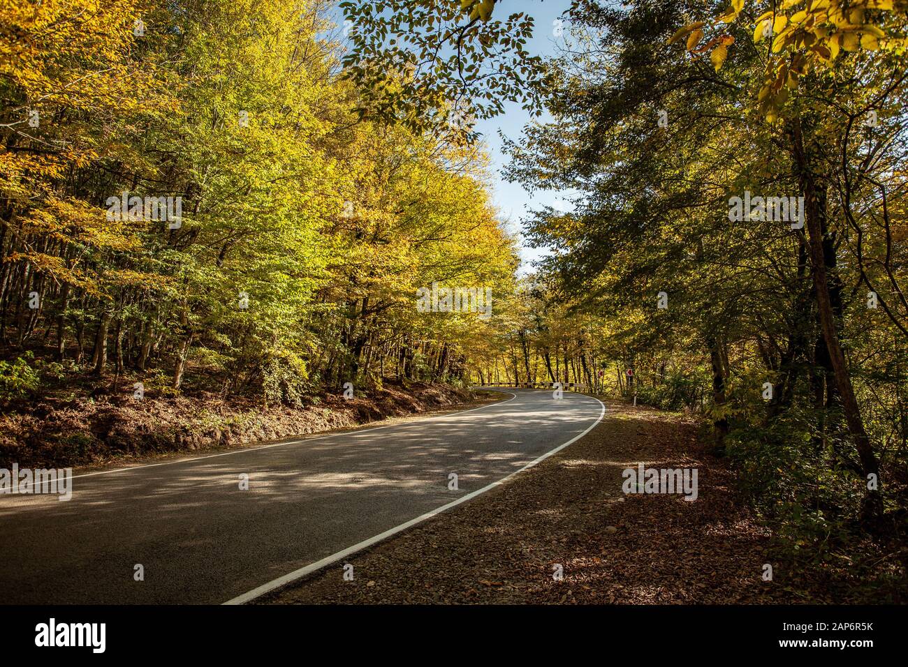 Empty road in forest landscape Stock Photo - Alamy