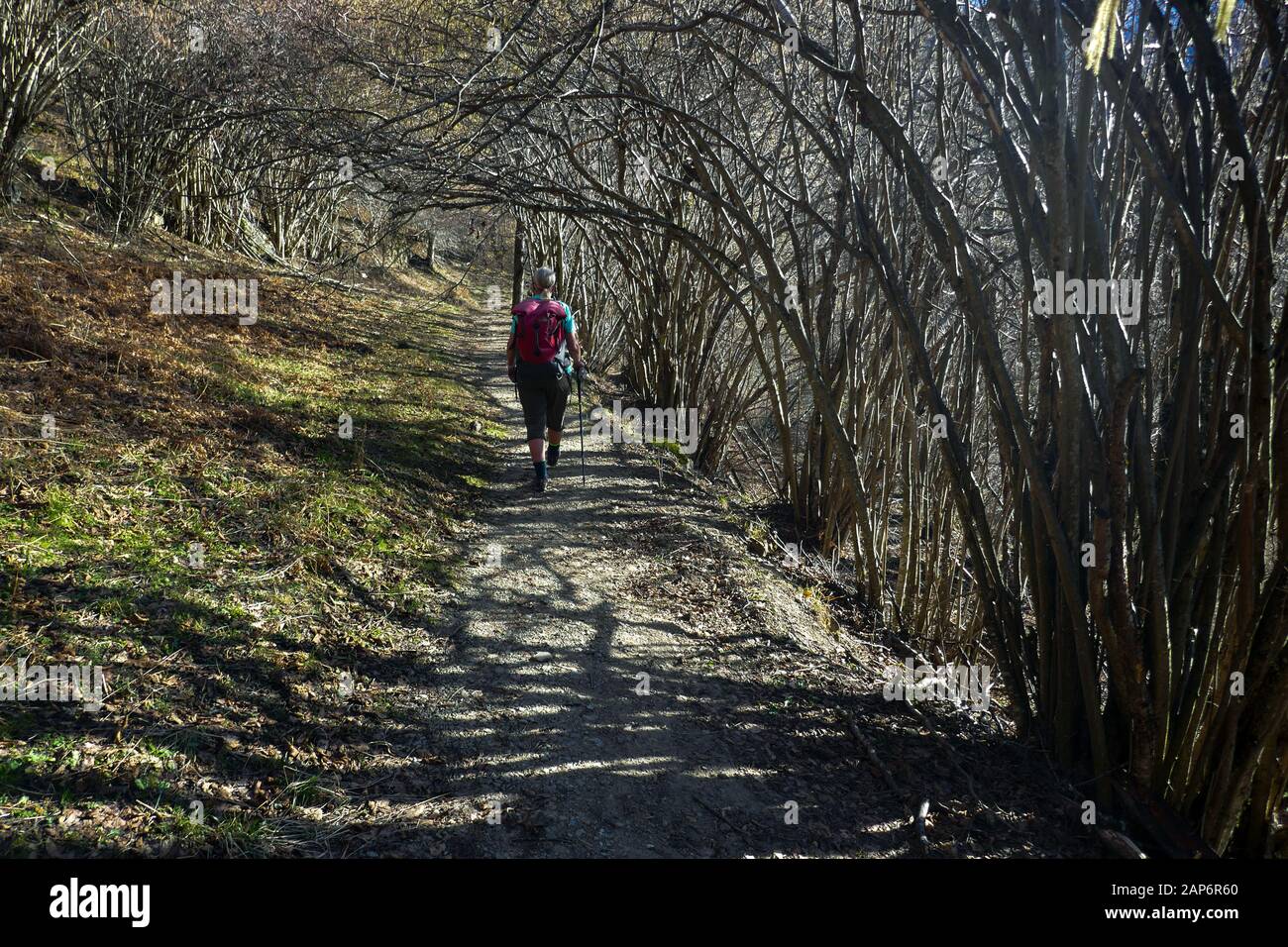 Female hiker alone walking through trees above Goulier, Vicdessos ...