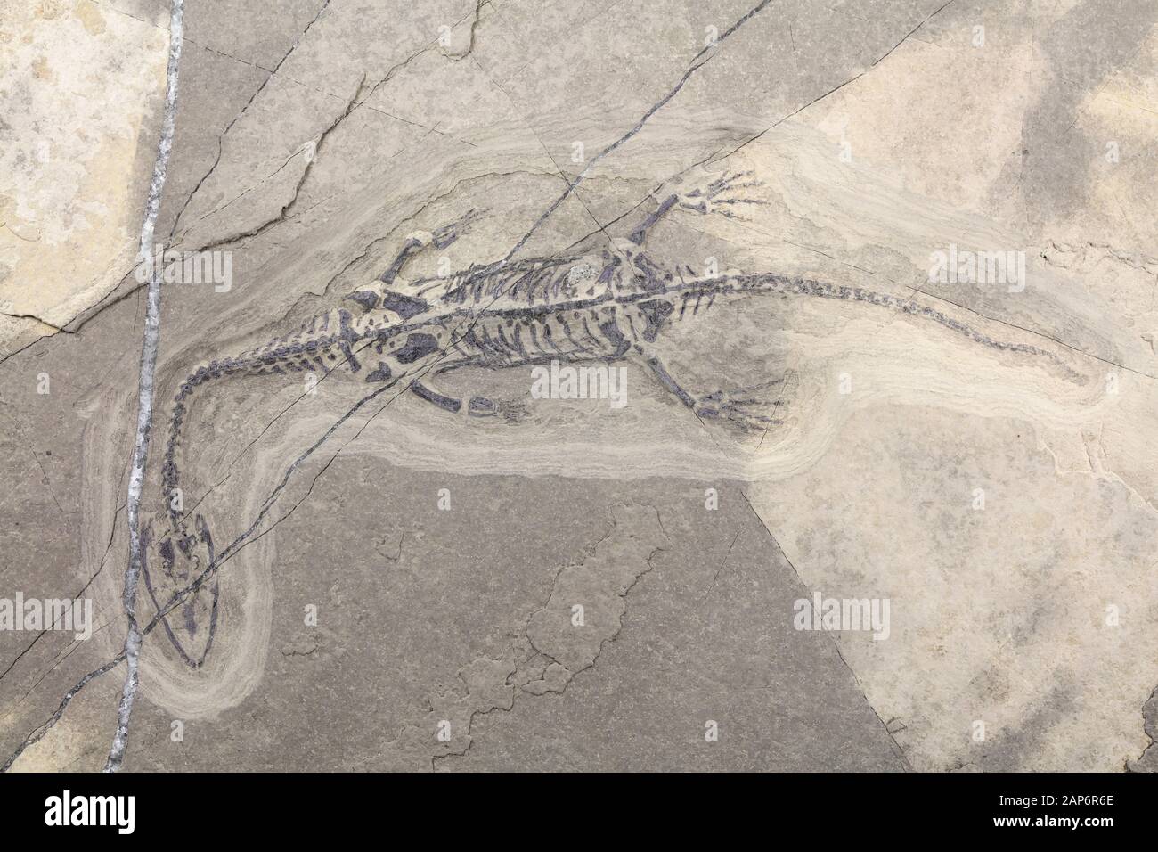 China fossil hi-res stock photography and images - Alamy