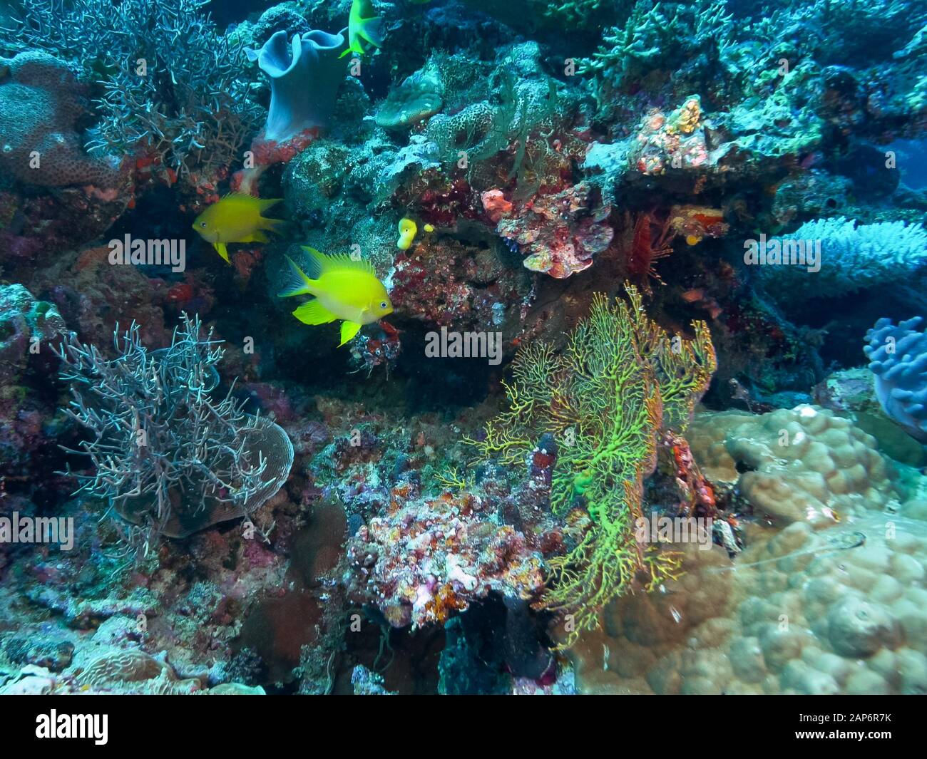 two golden damselfish at rainbow reef in fiji Stock Photo - Alamy
