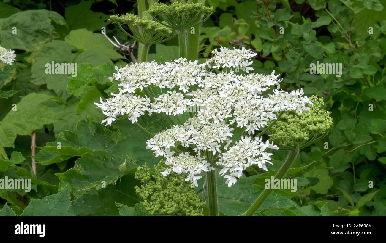 Beautyyarrow hi-res stock photography and images - Alamy