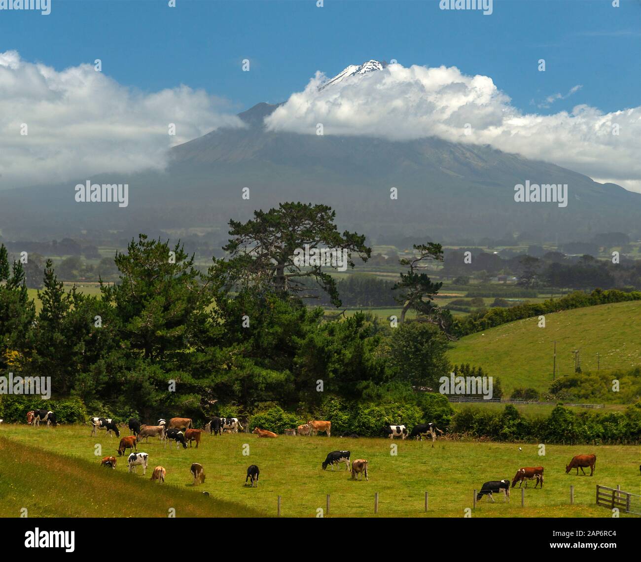 A typical North Island of New Zealand farm-scape scene, of rolling ...