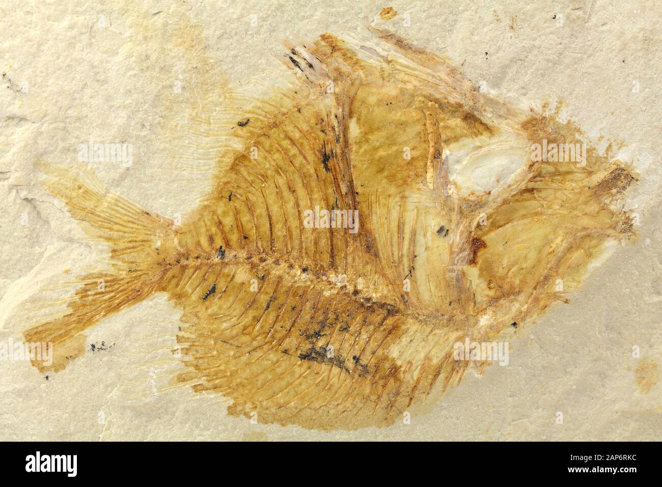 Fish fossil rock hi-res stock photography and images - Alamy