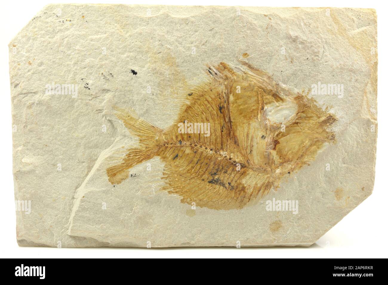 Fossilized fish hi-res stock photography and images - Alamy