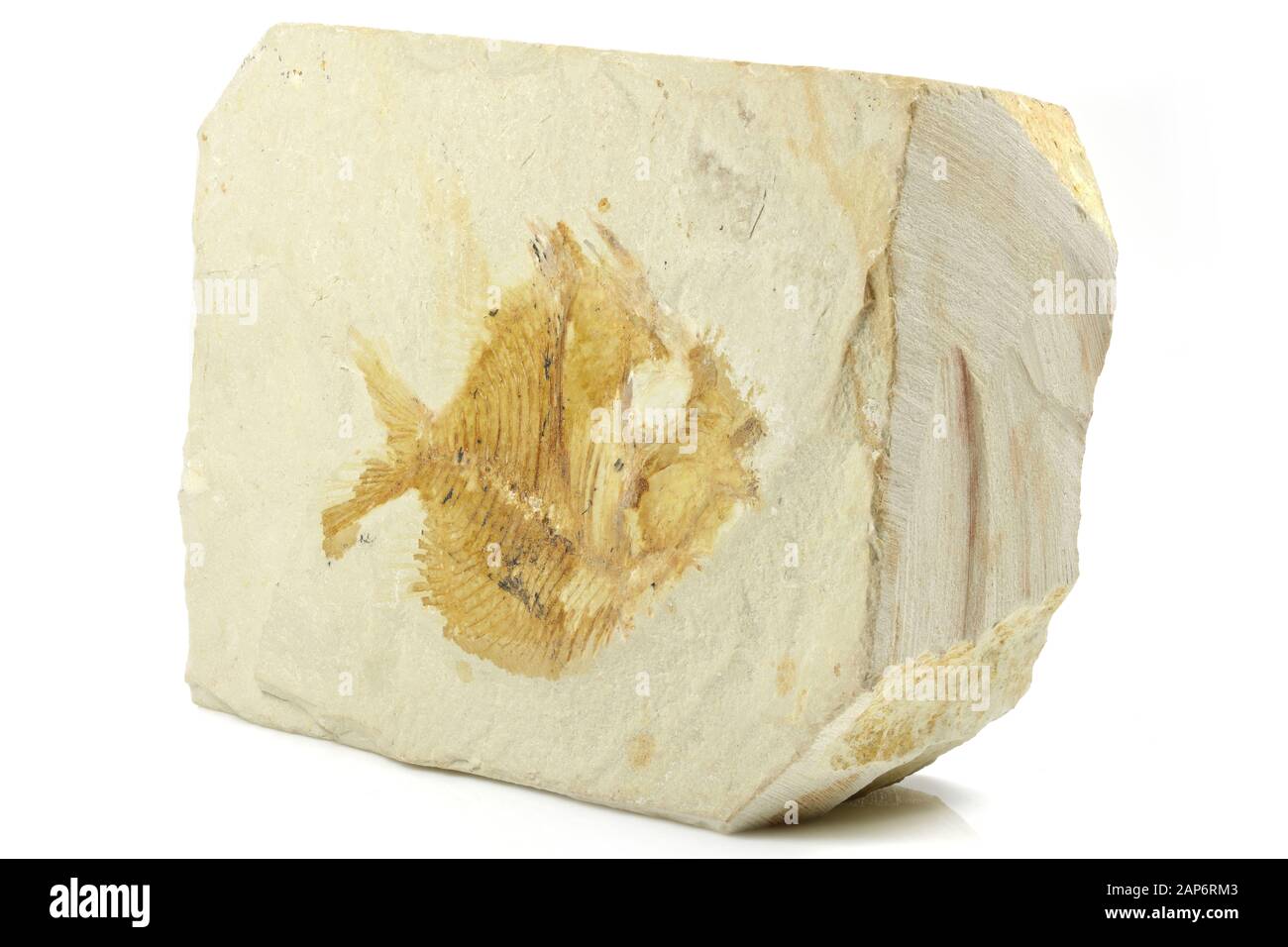 Fossil fish hi-res stock photography and images - Alamy