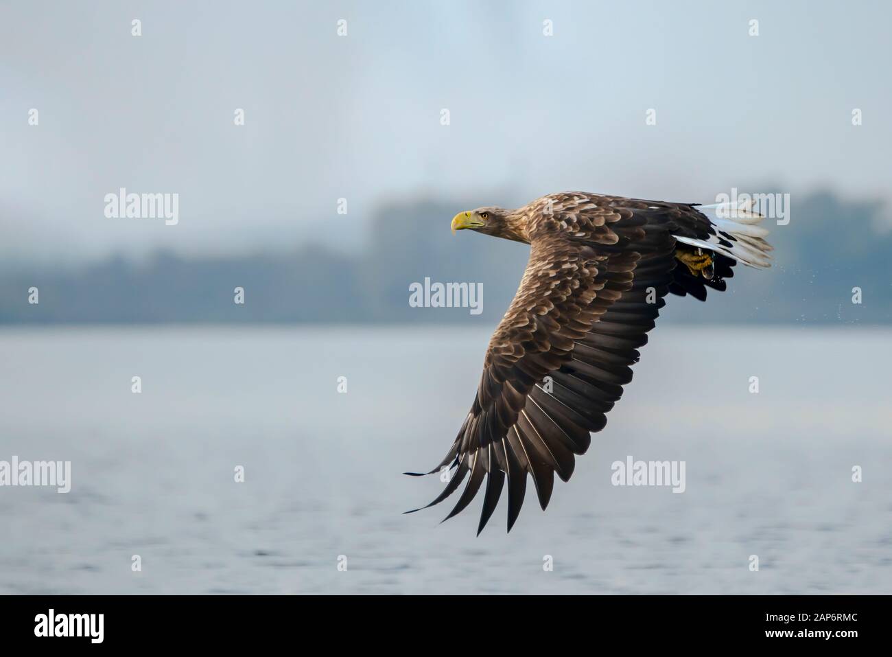 Beautiful White Tailed Eagle (Haliaeetus albicilla) in flight. Also ...