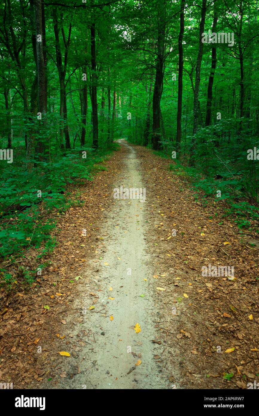 Leaves deciduous forest hi-res stock photography and images - Alamy