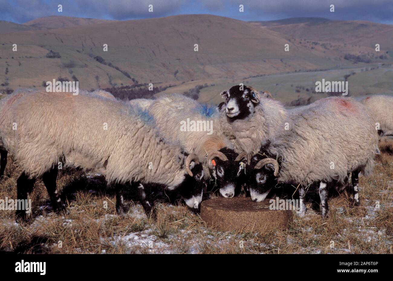 Swaledale sheep grazing on moorland in winter, eating a energy feed ...