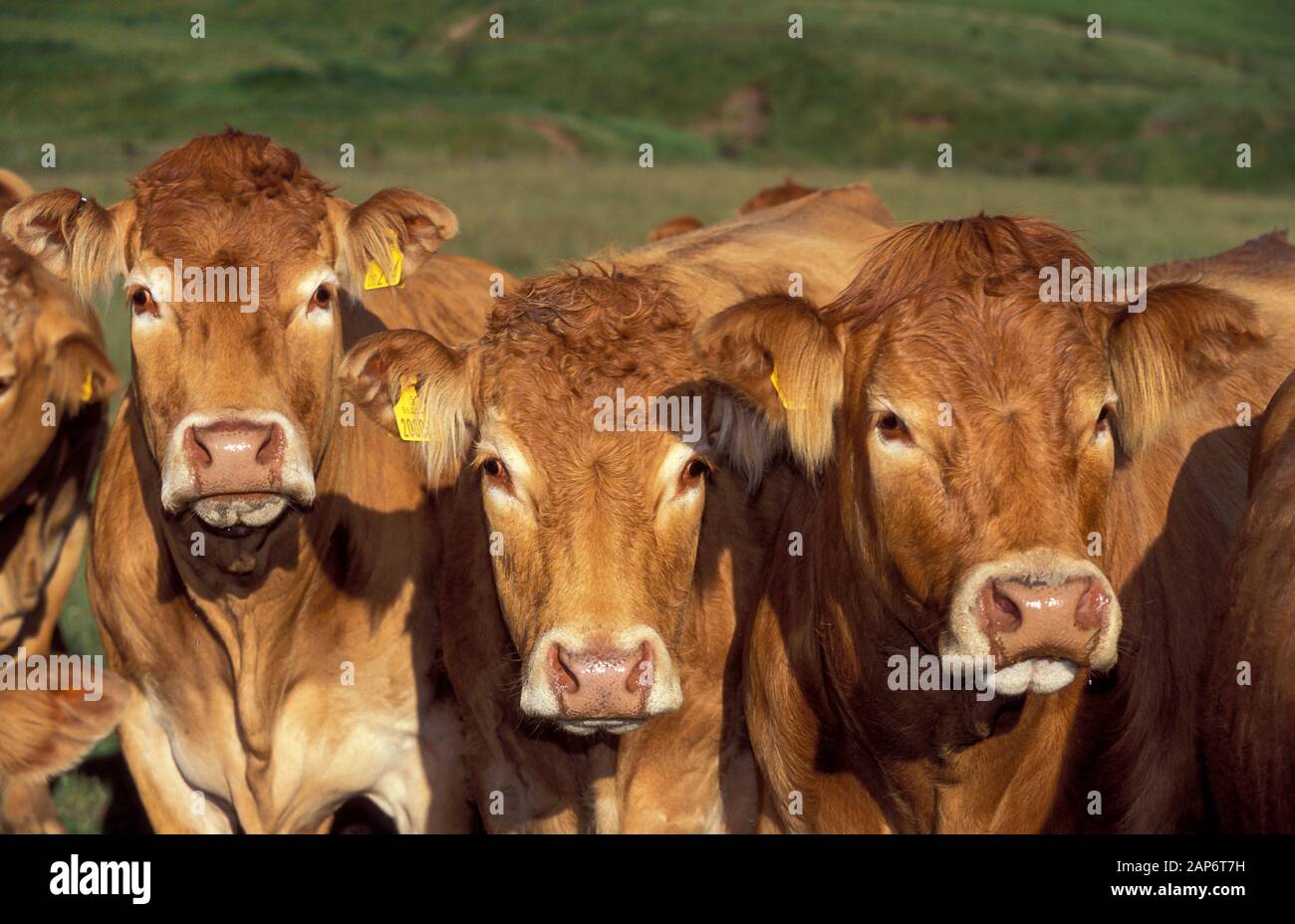 Cows face faces hi-res stock photography and images - Alamy