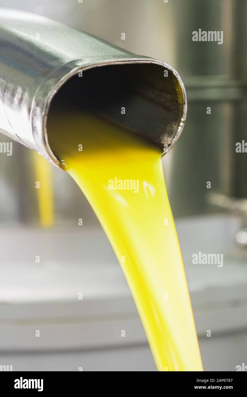 Ecological extra virgin olive oil production with modern technology ...