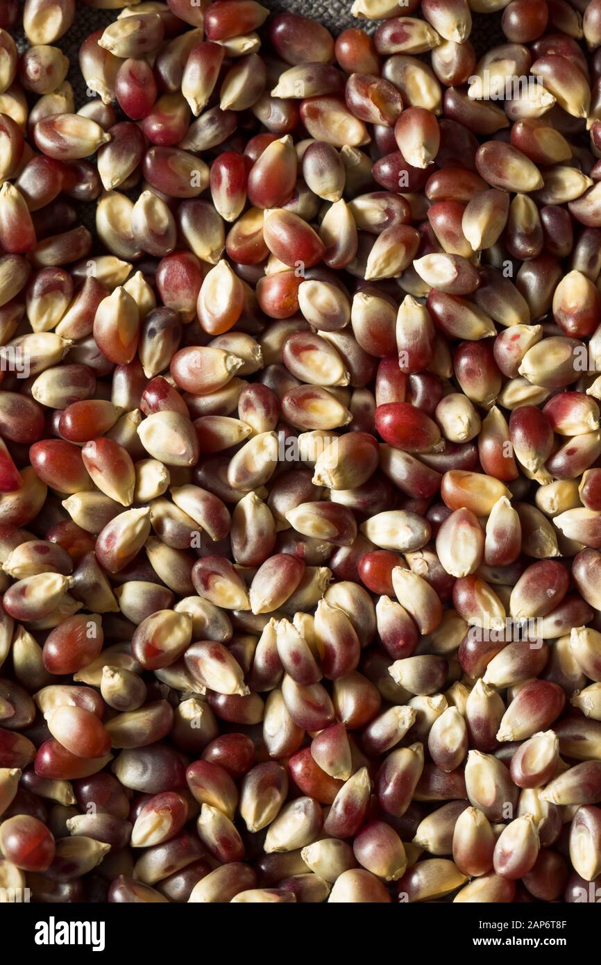 Raw Dry Organic Purple Popcorn in a Bowl Stock Photo - Alamy